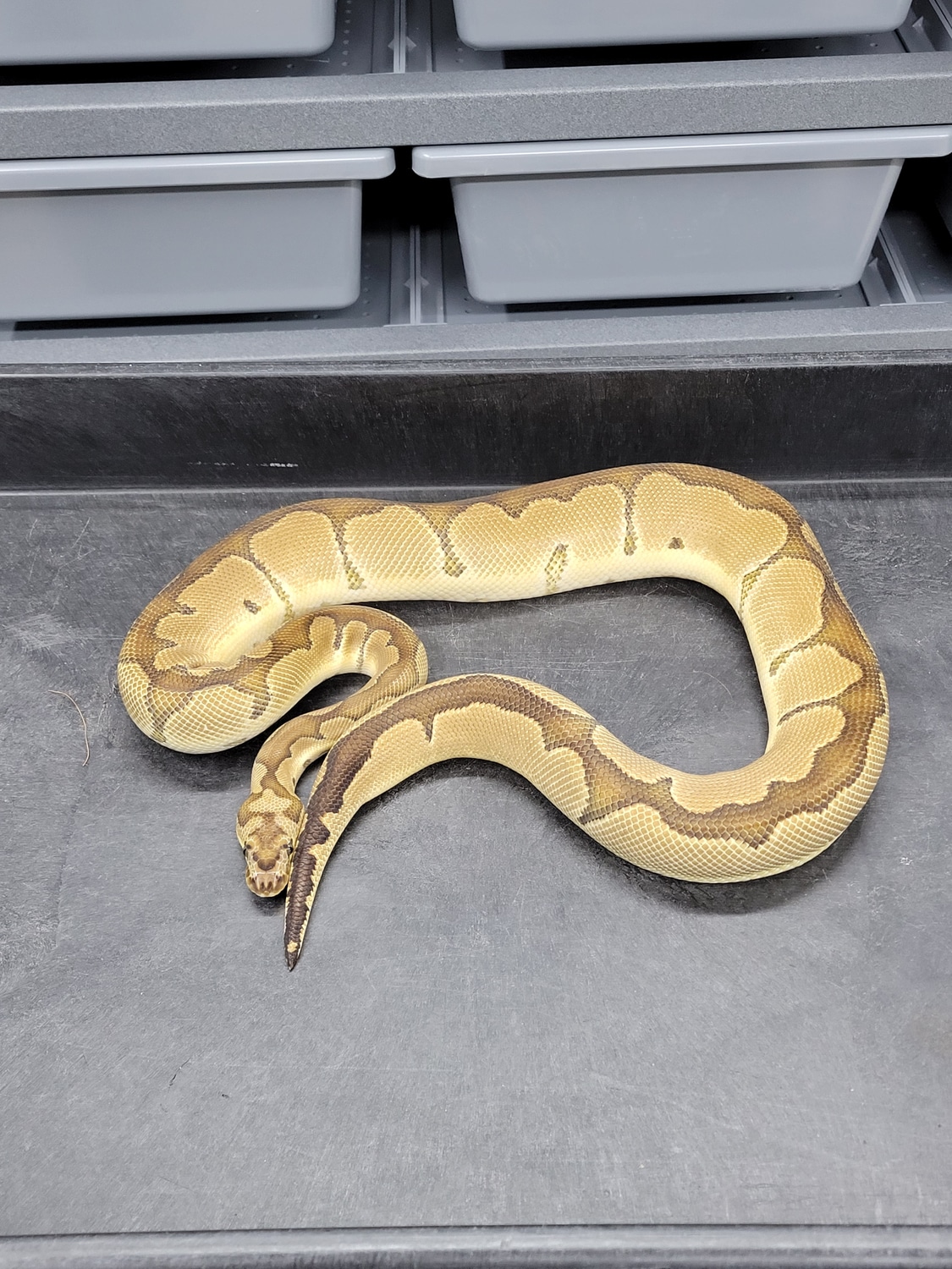 Blade Clown Het Axanthic (VPI) Ball Python by Monroe Morphs LLC ...