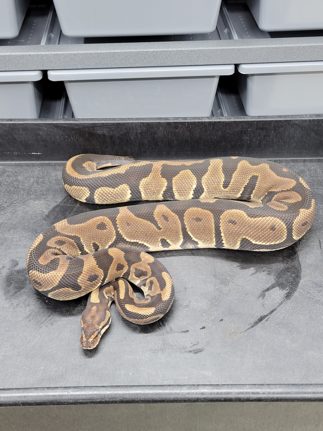 Shipped! RTB Leopard Het Ultramel (BAL) Ph Pied Ball Python by Monroe Morphs LLC - MorphMarket