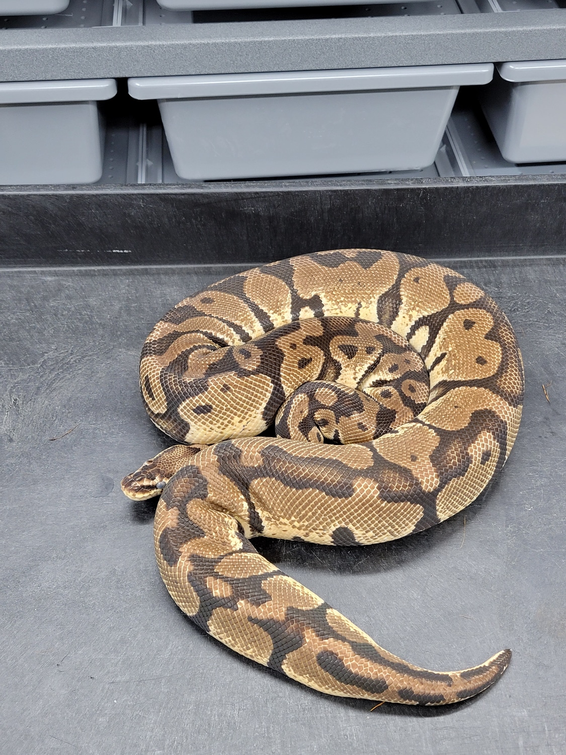 Pastel Het Clown Breeder Ball Python by Monroe Morphs LLC - MorphMarket