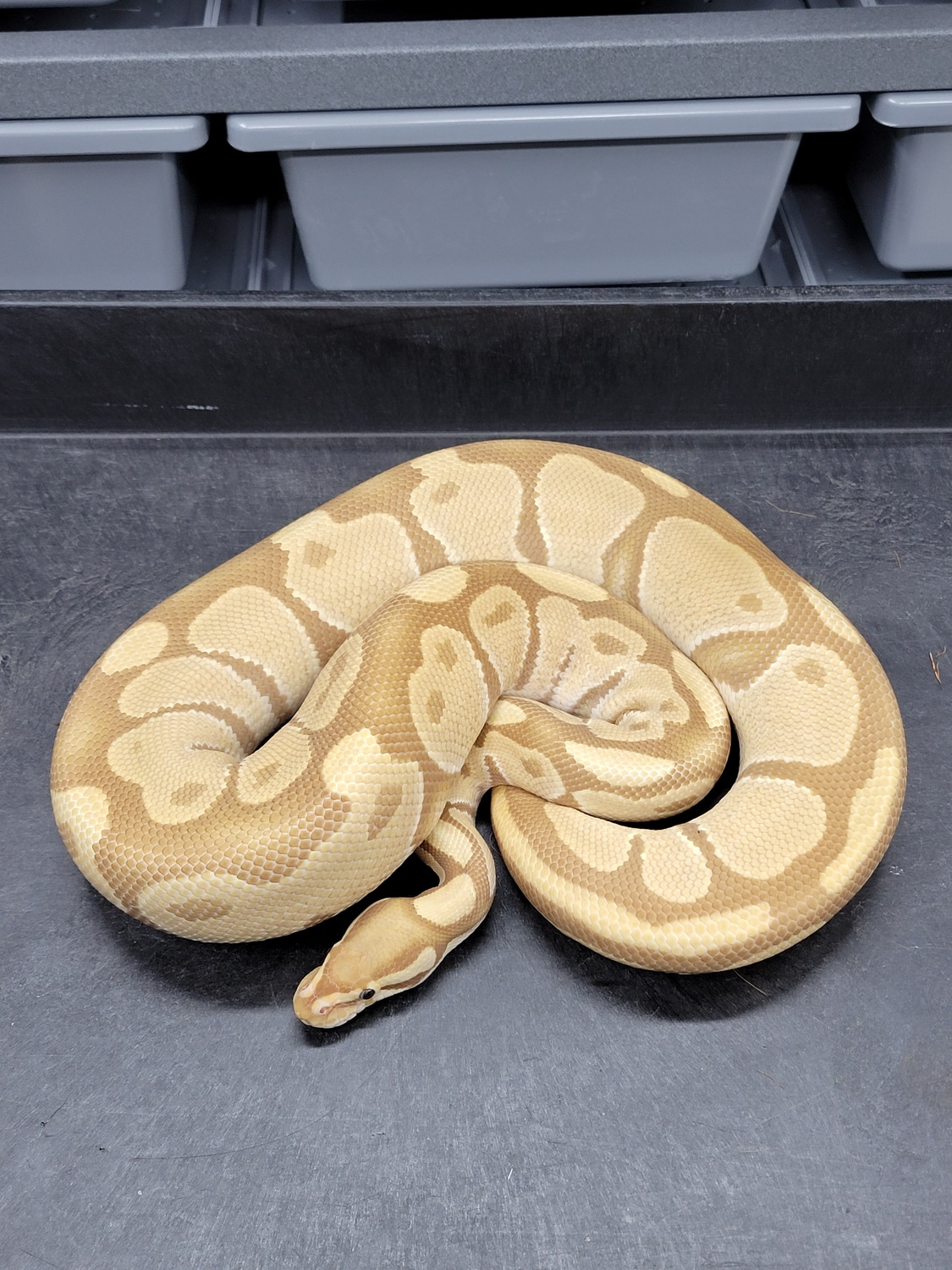 Ultramel (BAL) Ball Python by Monroe Morphs LLC - MorphMarket