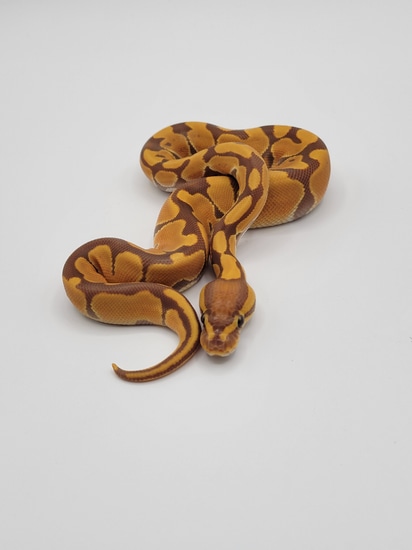 Ultramel (BAL) Ball Python by Monroe Morphs LLC