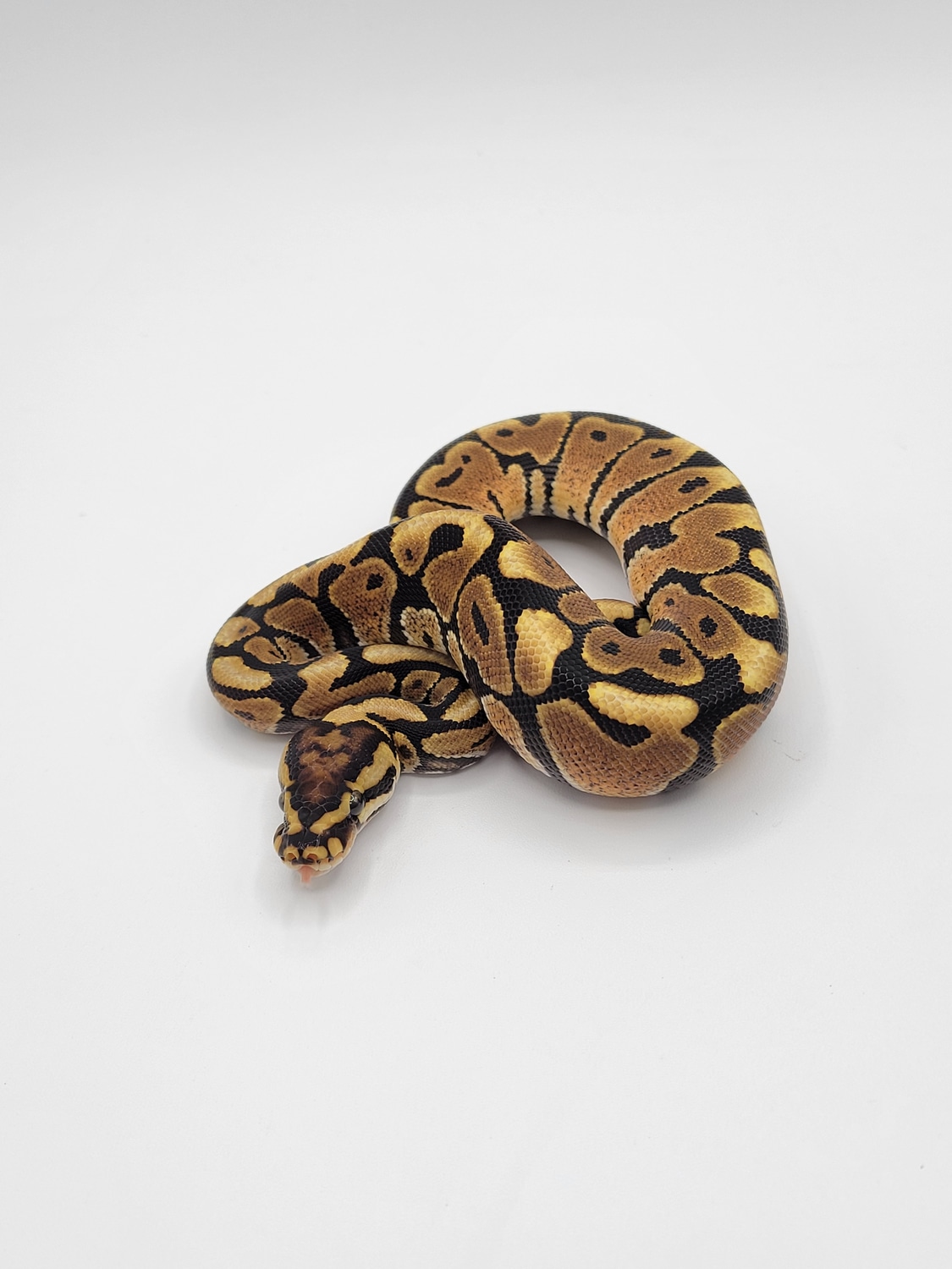 Spotnose 66% Het Ultramel (BAL) Ball Python by Monroe Morphs LLC ...