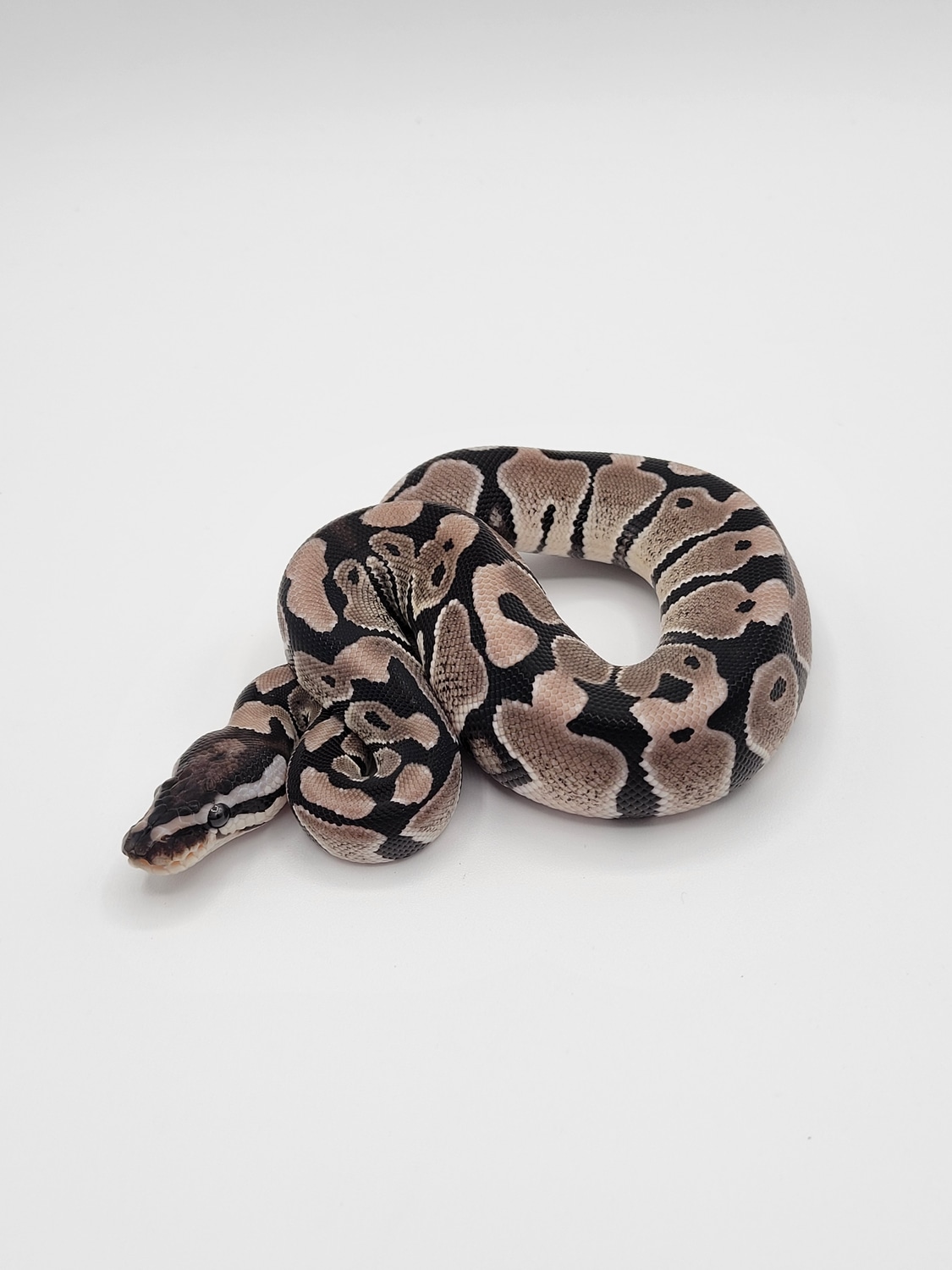 Axanthic (VPI) Het Clown Pos Blade Ball Python by Monroe Morphs LLC ...