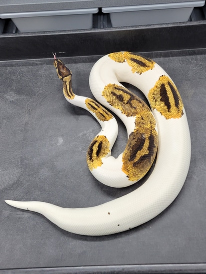 GeneX Yellow Belly Pied Ball Python by Monroe Morphs LLC