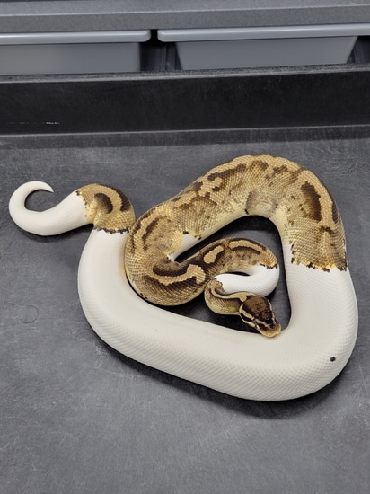 Pastel Pied Het Axanthic (VPI) Breeder Ball Python by Monroe Morphs LLC