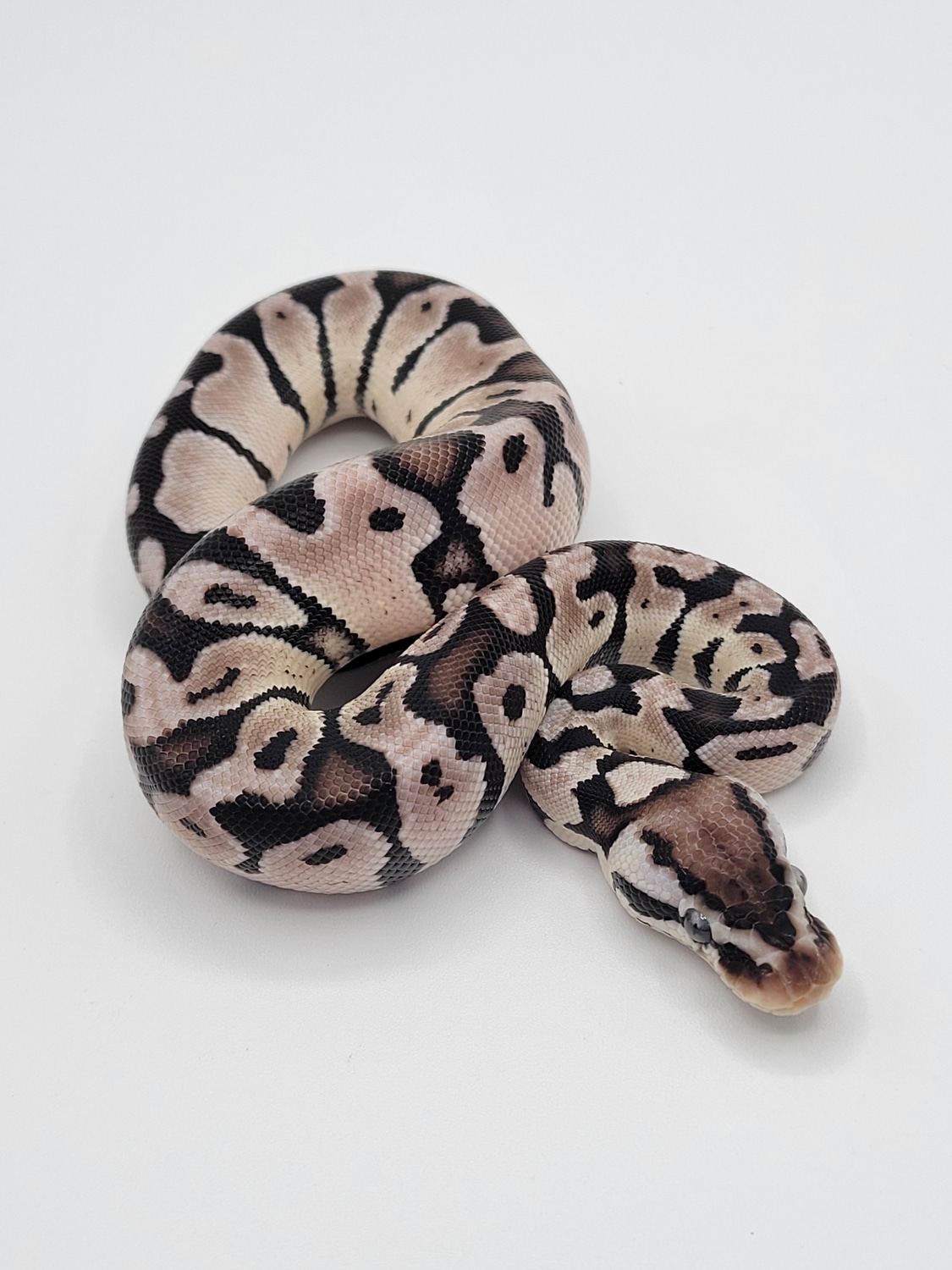 Pastel Axanthic (VPI) Het Clown Ball Python by Monroe Morphs LLC ...