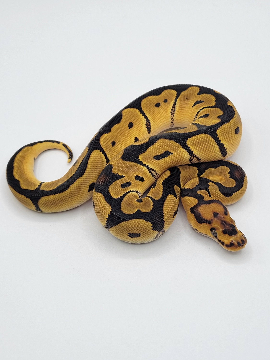 Orange Dream Clown Ball Python by Monroe Morphs LLC - MorphMarket