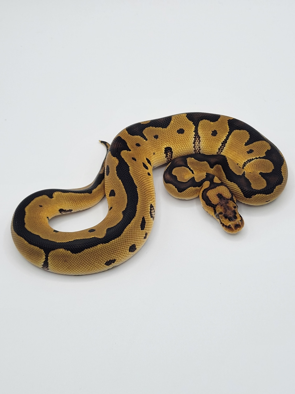 Yellow Belly Clown Ball Python by Monroe Morphs LLC - MorphMarket