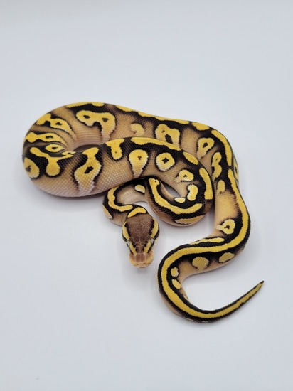 Pastave DH Clown / Pied 50% Het Desert Ghost Ball Python by Monroe Morphs LLC