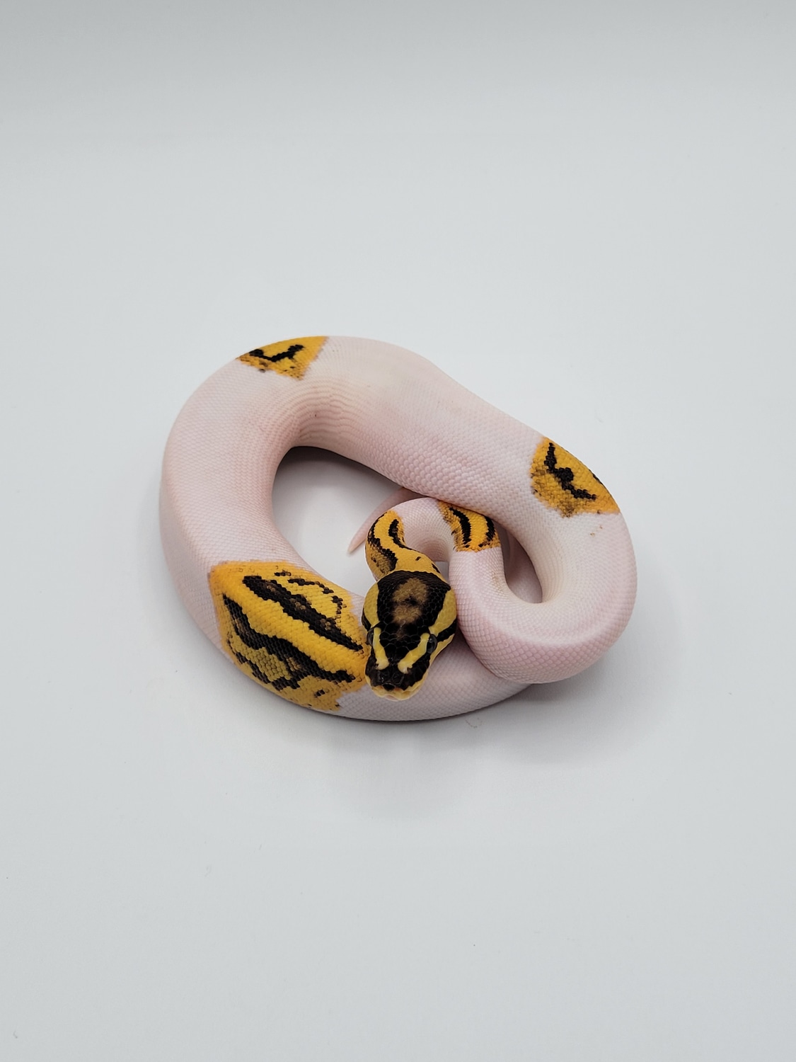 Fire Pied Het Axanthic (VPI) Ball Python by Monroe Morphs LLC - MorphMarket