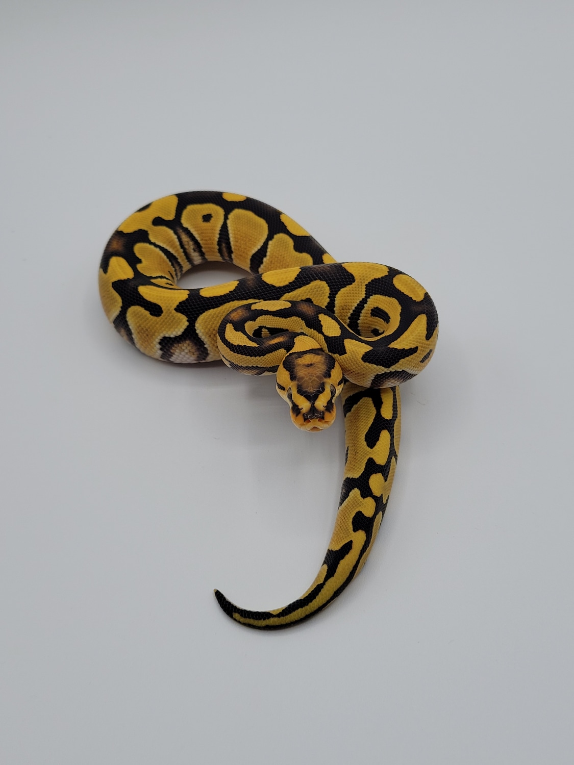 Desert Ghost Crypton Pos Het Pied Ball Python by Monroe Morphs LLC ...