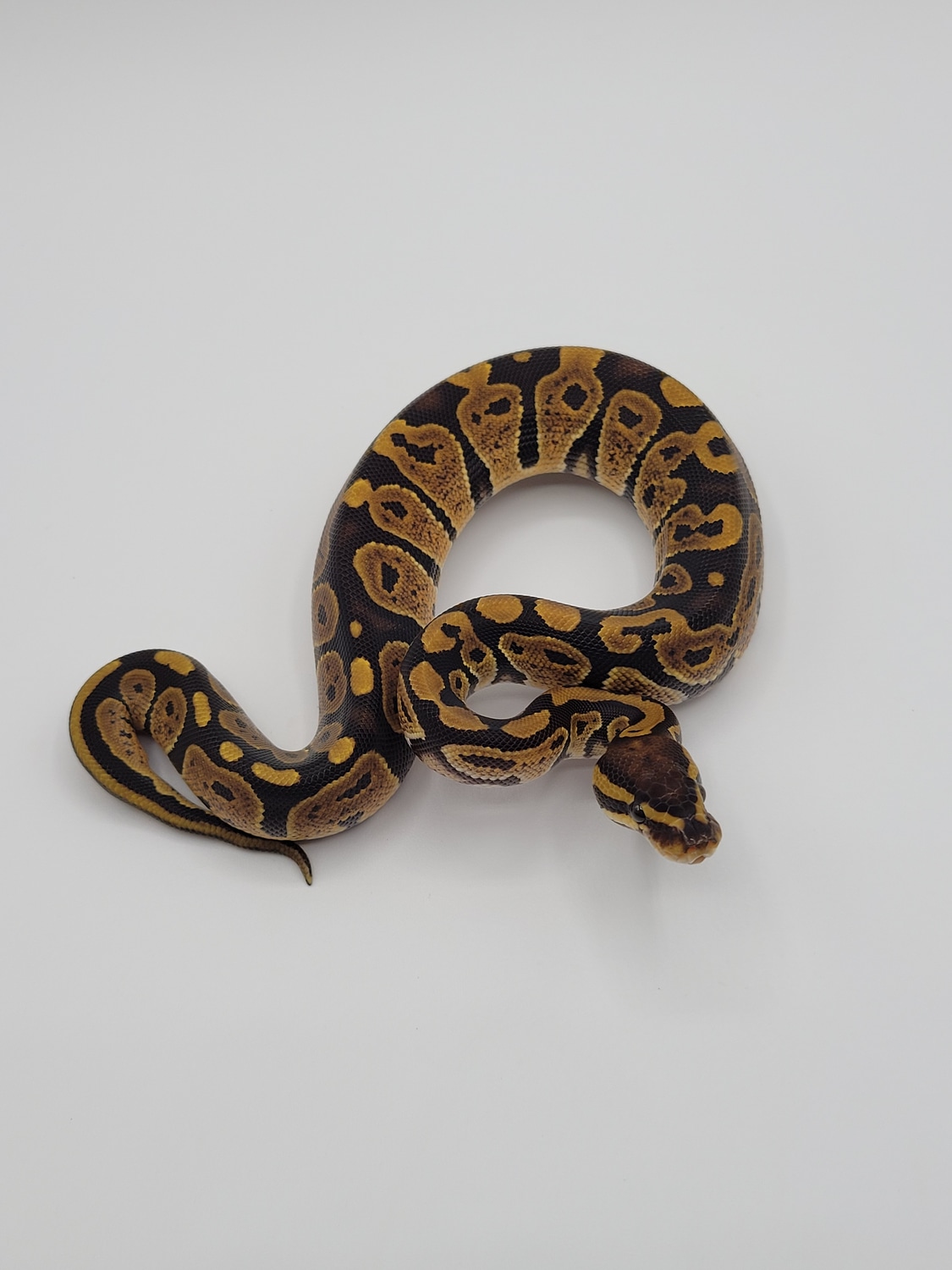 Shredder DH Axanthic (VPI) / Lavender Albino Ball Python by Monroe ...