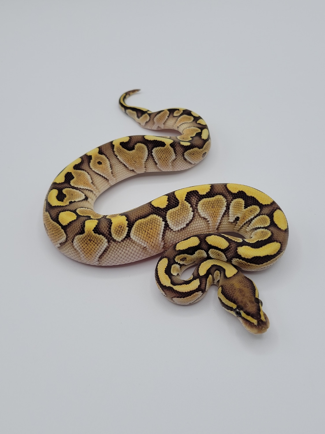 Butter DH Axanthic (VPI) / Lavender Albino Ball Python by Monroe Morphs ...