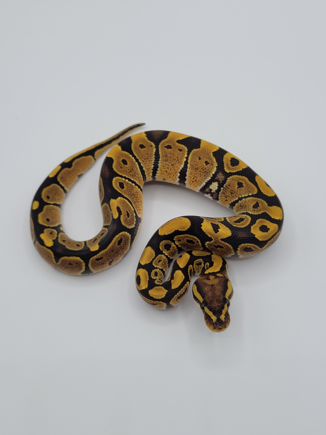 Normal DH Axanthic (VPI) / Lavender Albino Ball Python by Monroe Morphs ...