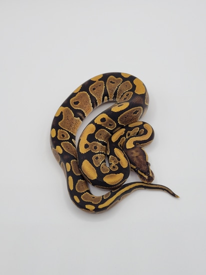 Normal DH Axanthic (VPI) / Lavender Albino Ball Python by Monroe Morphs LLC