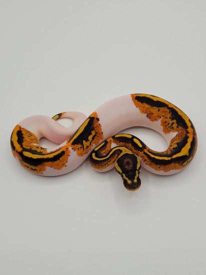 Yellowbelly Pied Ball Python by Monroe Morphs LLC