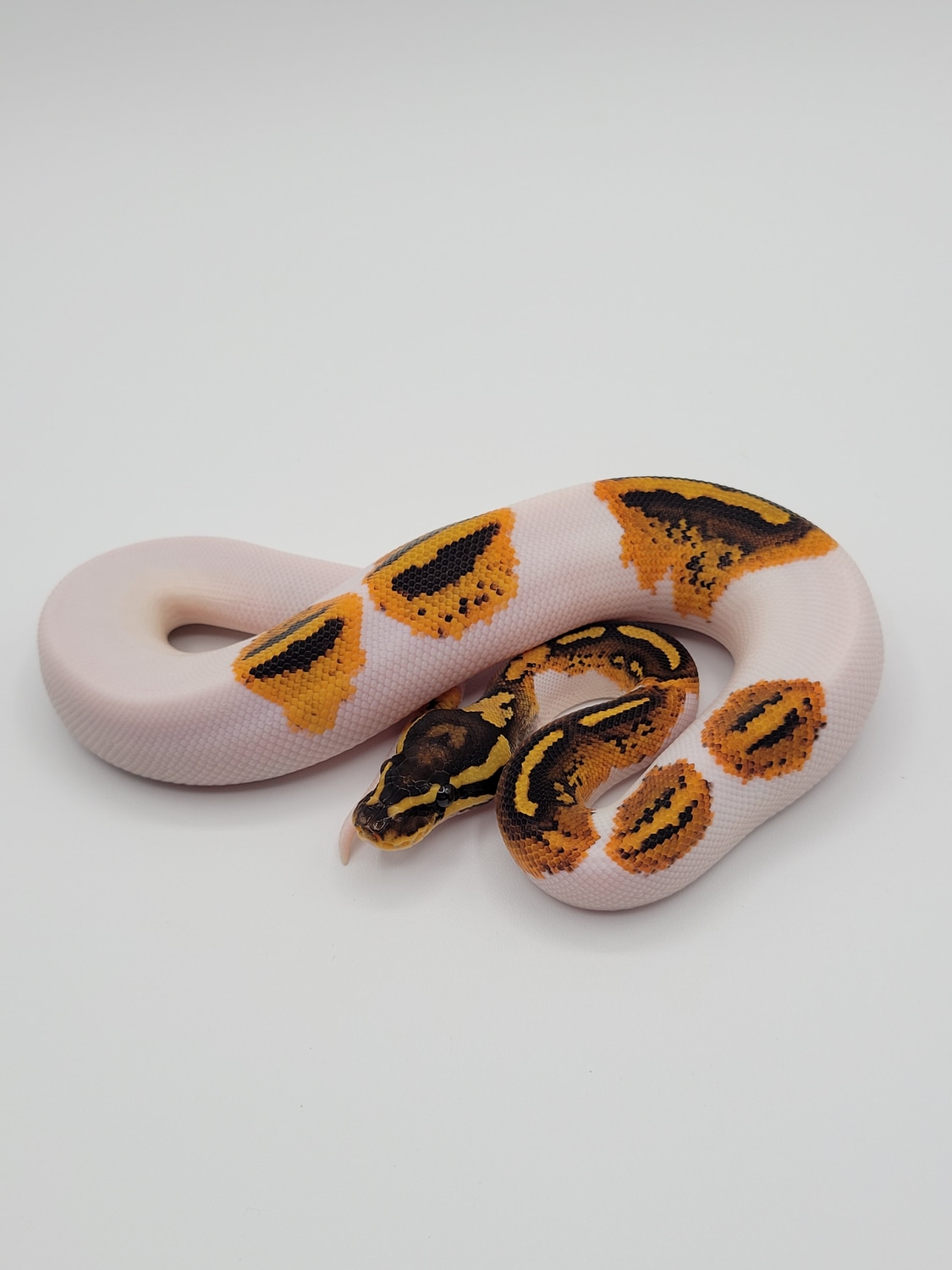Yellowbelly Pied Ball Python by Monroe Morphs LLC - MorphMarket