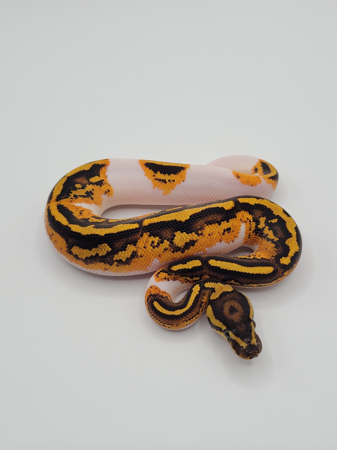 Yellowbelly Pied Ball Python by Monroe Morphs LLC - MorphMarket