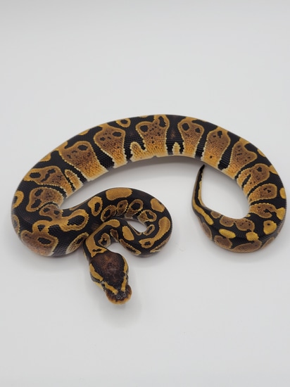 Shredder Ball Python by Monroe Morphs LLC