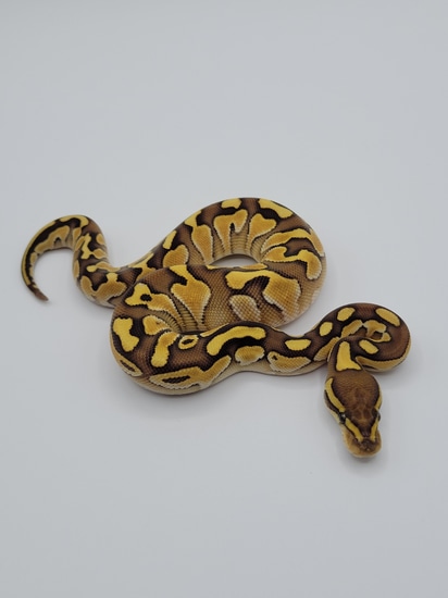 Butter Ball Python by Monroe Morphs LLC