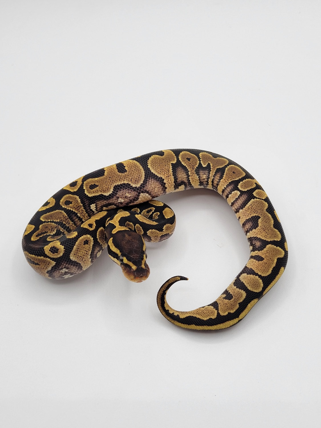 Yellowbelly 50% Het Pied Ball Python by Monroe Morphs LLC - MorphMarket