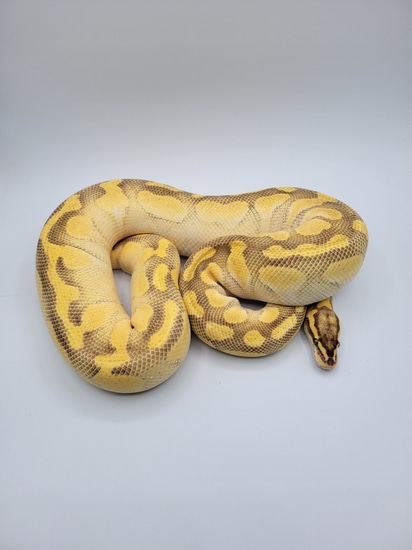 Enchi Lesser Orange Dream Pos Pastel Ball Python by Monroe Morphs LLC