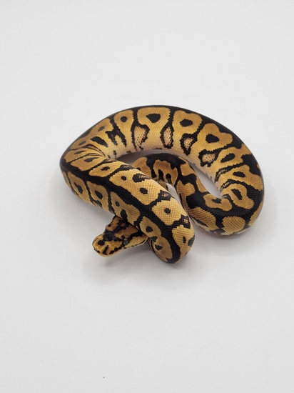 Spotnose Clown Ball Python by Monroe Morphs LLC