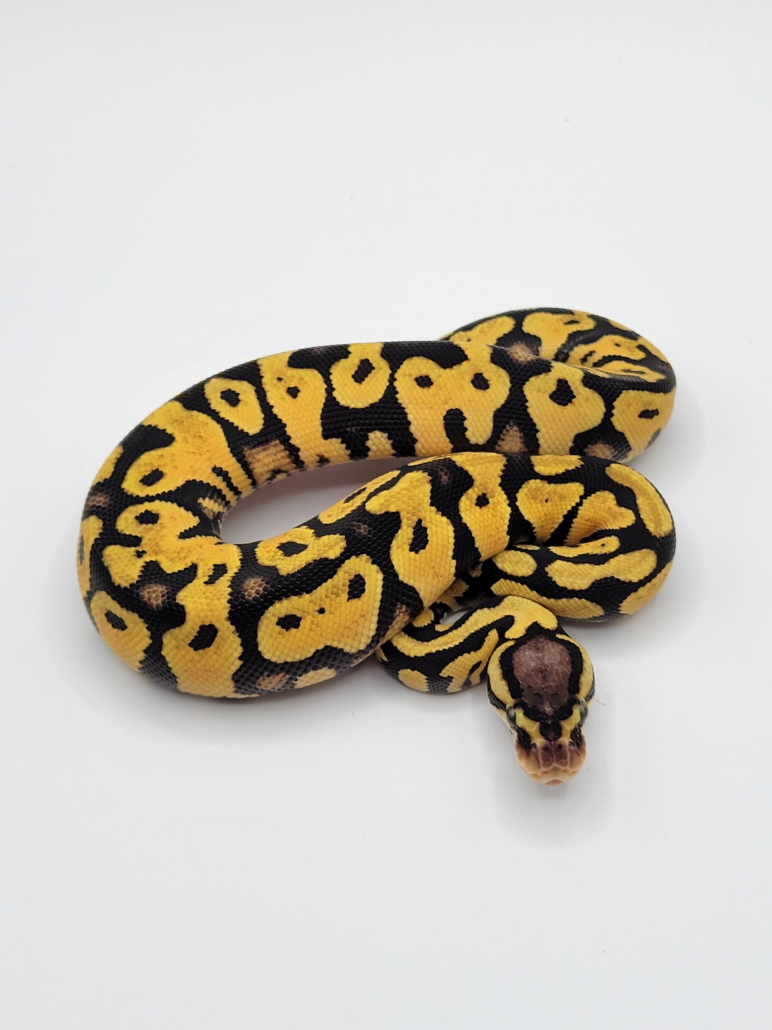Pastel Yellowbelly Het Clown Ball Python by Monroe Morphs LLC - MorphMarket