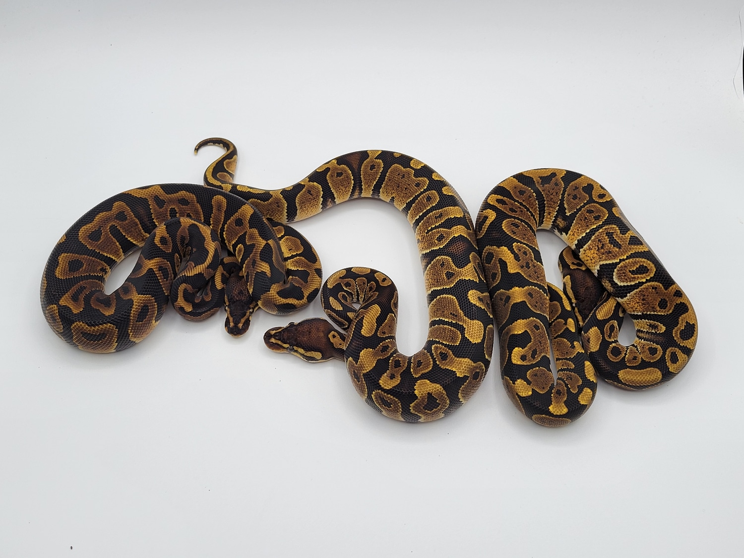 Leopard Shredder 1.2 Bundle (3) Ball Python by Monroe Morphs LLC - MorphMarket