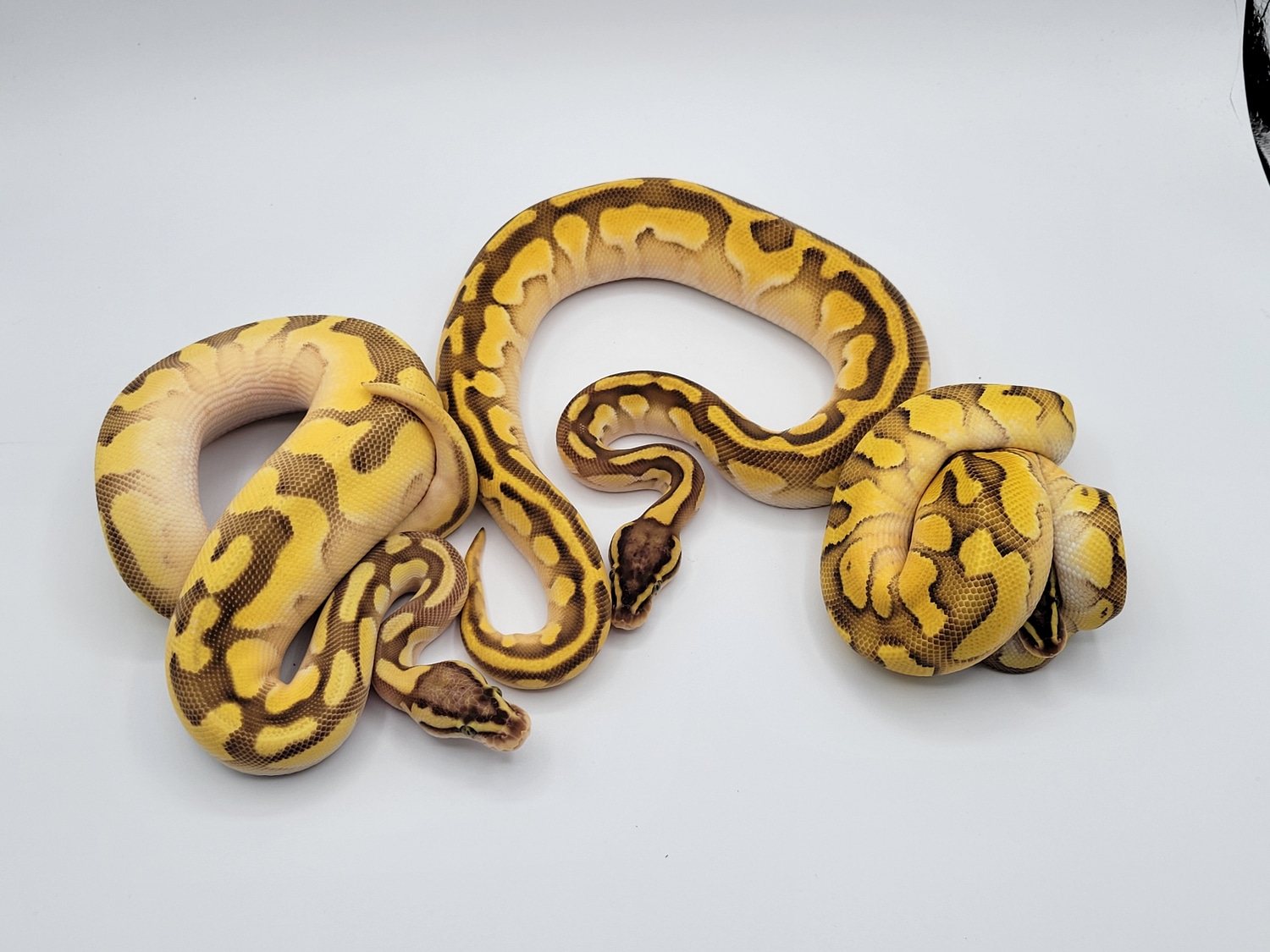 Enchi Lesser Pastel Orange Dream Yellowbelly Pos Malum X Enchi Lesser ...