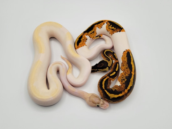 Yellowbelly Ivory Pied Pair #1 (2) Ball Python by Monroe Morphs LLC