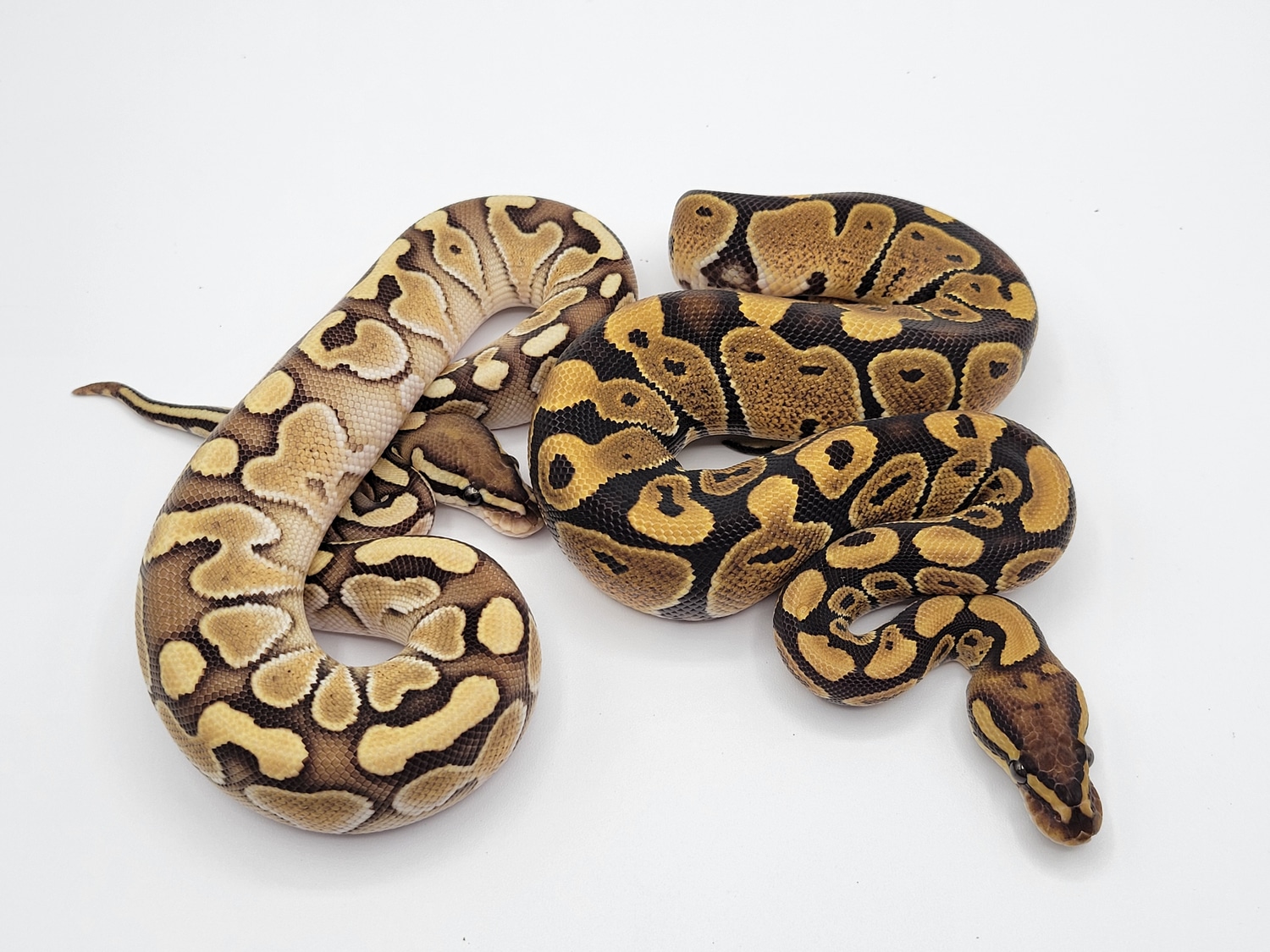 Butter Double Het Lavender Albino Het Axanthic (VPI) Pair Bundle #1 (2 ...