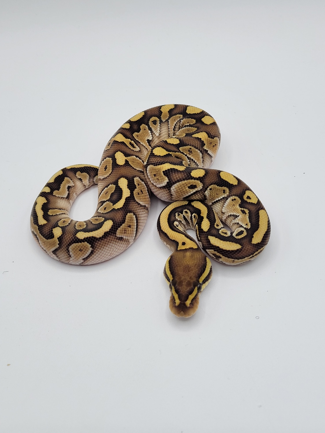 Butter Het Clown Ball Python by Monroe Morphs LLC - MorphMarket
