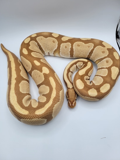 (Free Shipping!) Ultramel (BAL) Ball Python by Monroe Morphs LLC