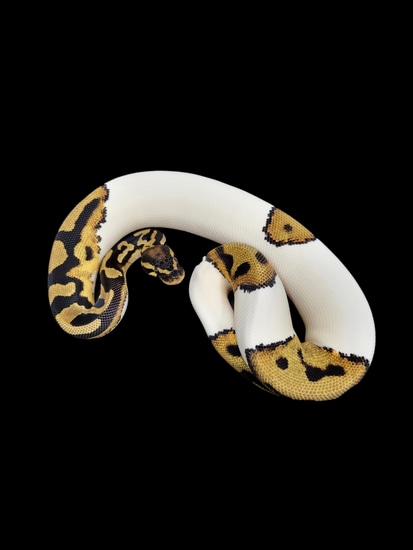 (Free Shipping!) Asphalt Or Yellowbelly Leopard Pied Ball Python by ...