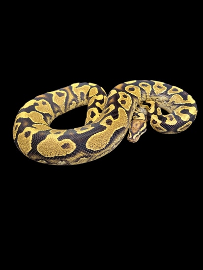 Jungle Woma YB Lace Poss White Lace Ball Python by Monroe Morphs LLC