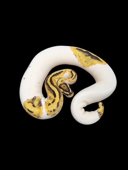 Fire Pied Het Axanthic (VPI) Ball Python by Monroe Morphs LLC