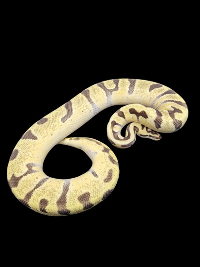Super Enchi Fire Or Vanilla Pos Het Cryptic Ball Python by Monroe ...