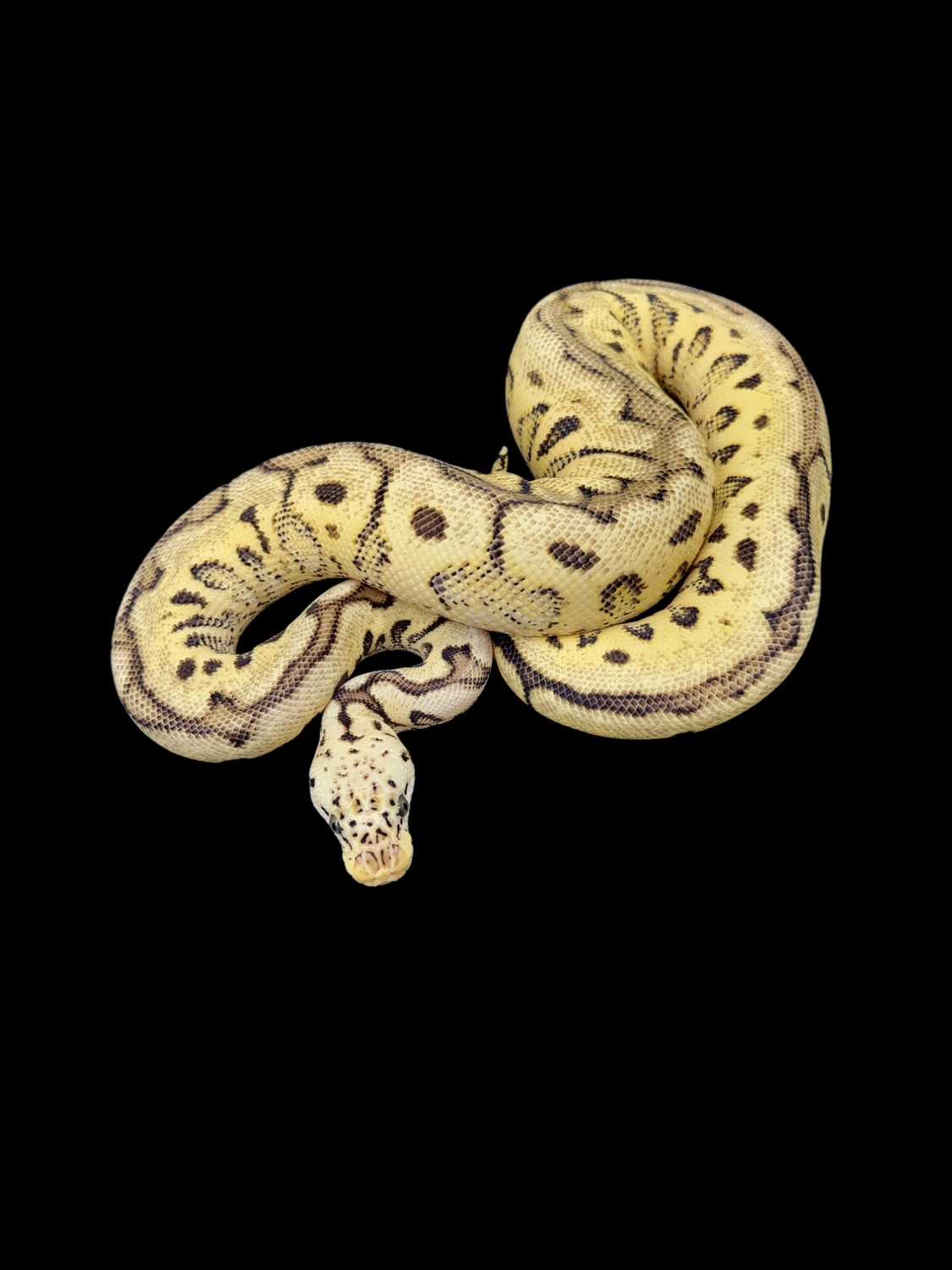 Pastel Spotnose Yellow Belly Clown Ball Python by Monroe Morphs LLC ...