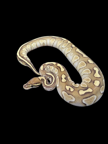 Butter Shredder Het Clown Ball Python by Monroe Morphs LLC