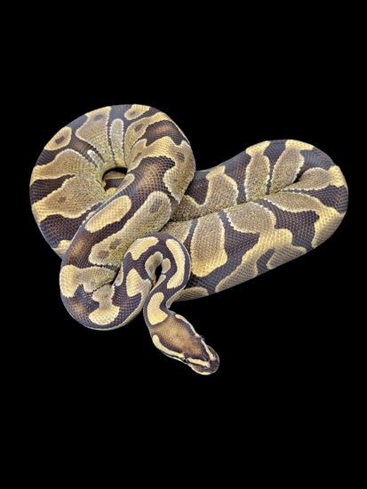 Enchi Shredder Ball Python by Monroe Morphs LLC