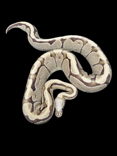 Super Vanilla Ball Python by Monroe Morphs LLC
