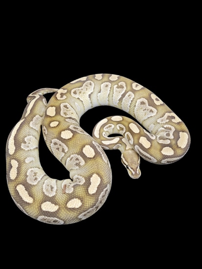 Butter Shredder Ball Python by Monroe Morphs LLC