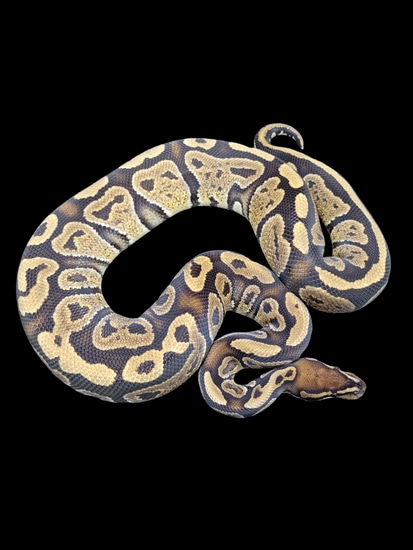 Shredder Ball Python by Monroe Morphs LLC