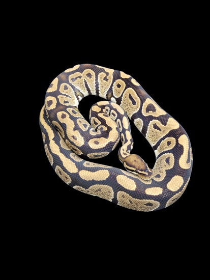 Shredder Ball Python by Monroe Morphs LLC
