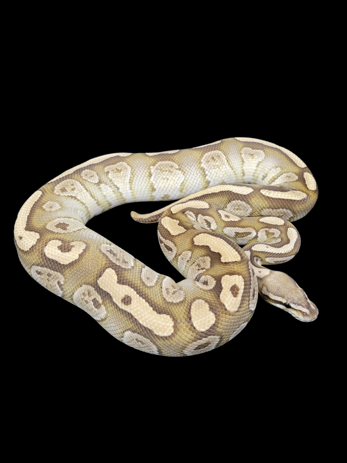 Butter Shredder Ball Python by Monroe Morphs LLC - MorphMarket