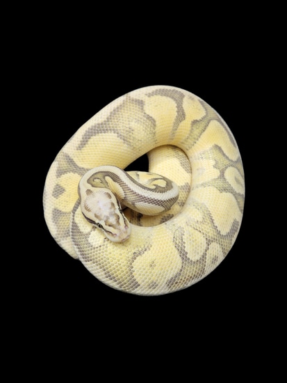 Pastel Enchi Vanilla Hypo Ball Python by Monroe Morphs LLC