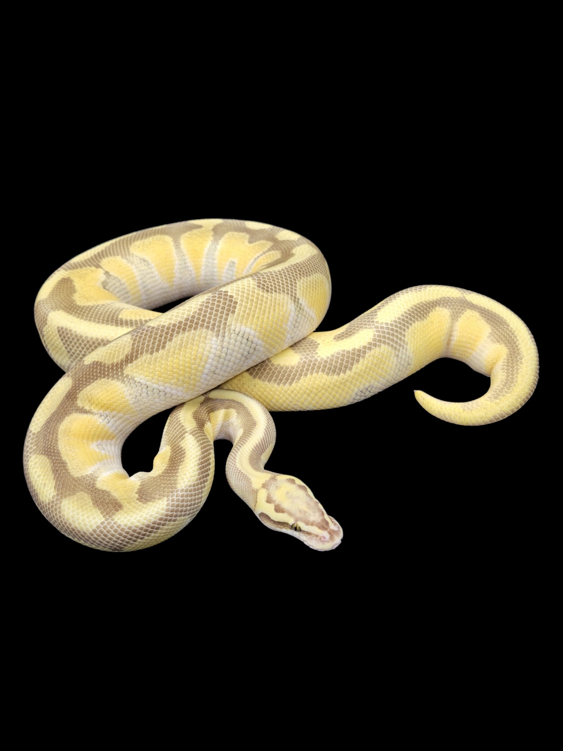 Pastel Lesser Fire Or Vanilla Pos Enchi Ball Python by Monroe Morphs ...