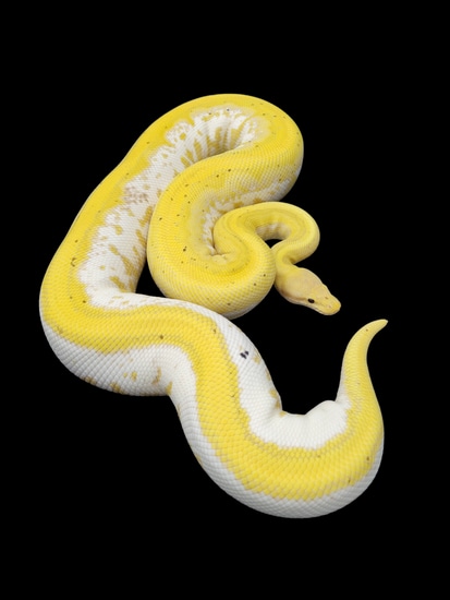 Cinnamon Coral Glow Pinstripe Sugar Pos Yellow Belly Ball Python by ...