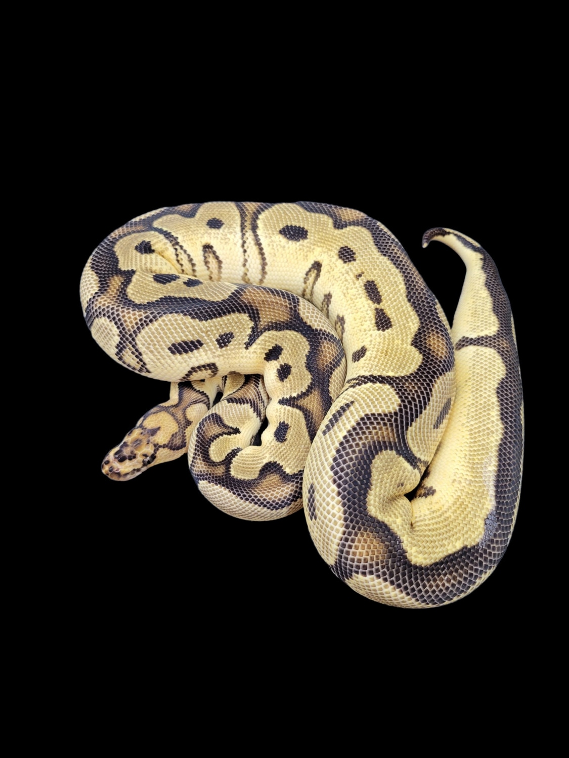 Orange Dream Yellow Belly Clown Ball Python by Monroe Morphs LLC ...